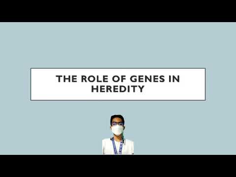 THE ROLE OF GENES IN HEREDITY