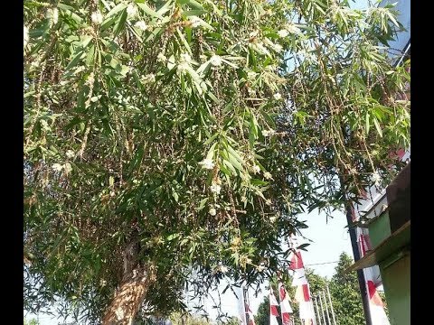 Pohon kayu putih - batangnya putih - Melaleuca leucadendra - white paperbark
