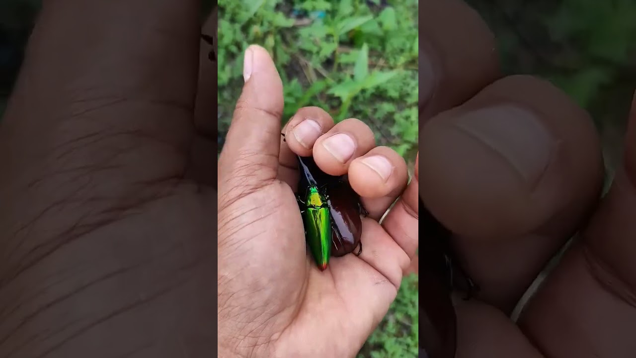 green beetle and brown beetle #beetle #insects #anyuniqueanimals #aca pela🐿️🦟🐍👀🐍😒🍎😆🤤🤪❤️
