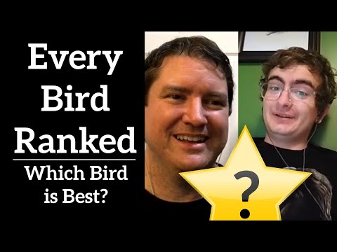 Every Bird Group Ranked 9 - Which Bird Group is Best?