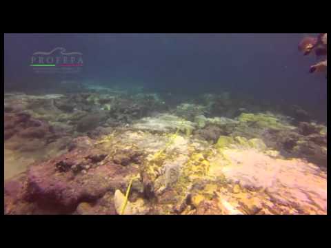 DAÑO MU DU BONG SUPERFICIE DE 3,662 M2 Y 250 COLONIAS DE ESPECIES EN ...