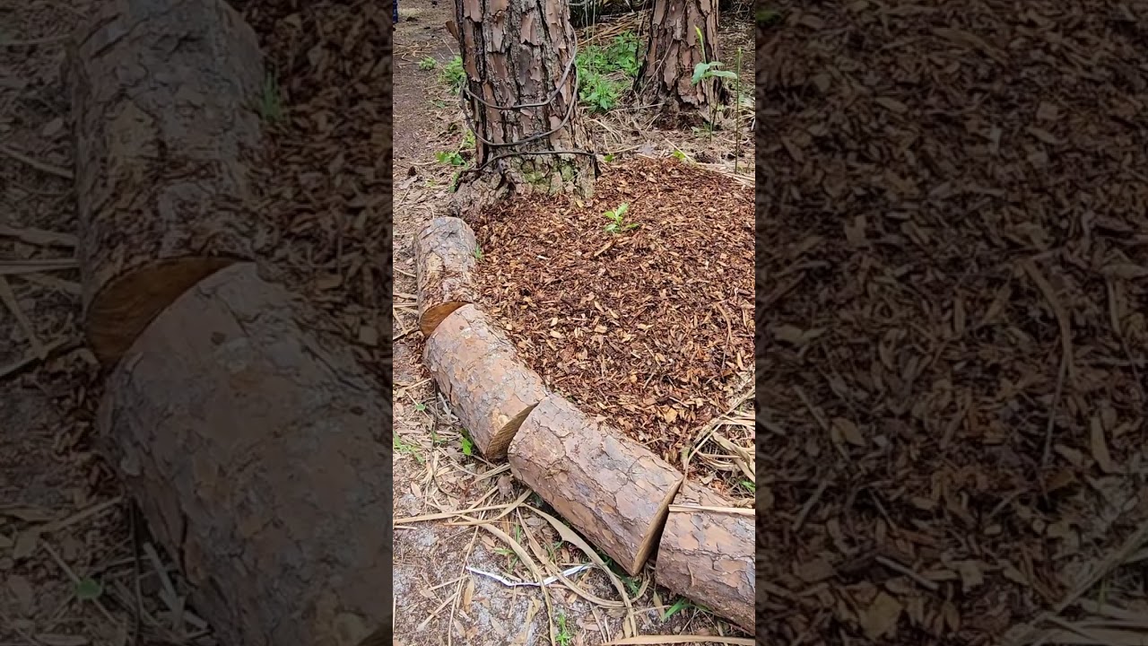 Dioscorea Alata (Winged Yam) Needs To Be Covered