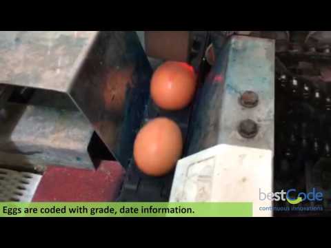 Edible Identification – Food Grade Ink