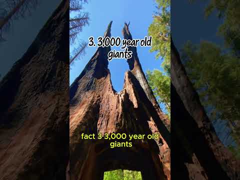 5 Wild Yosemite Facts You’ve Never Heard Before 🌲🔥 | Hidden National Park Secrets