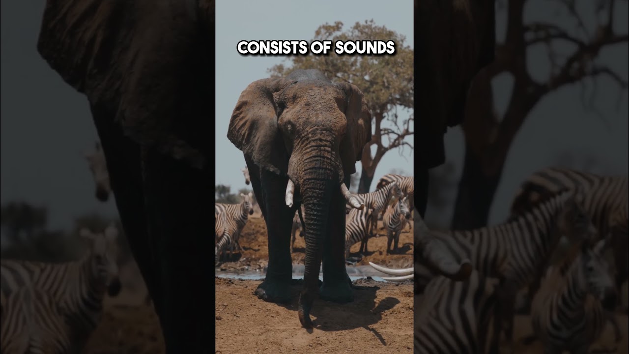 Mind-Blowing: How Elephants Talk Across Miles. #shorts  #facts