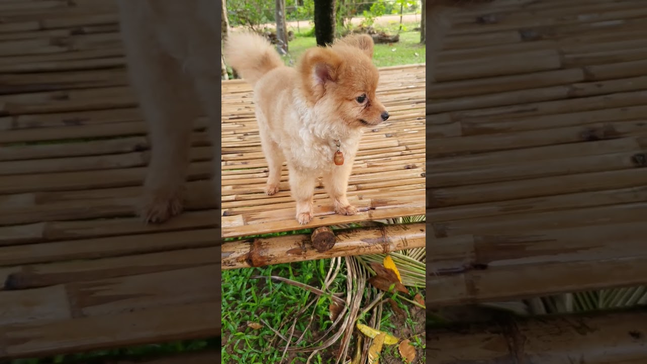 Small dog-059