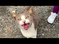 Gray Cat Meowing Very Loudly Watch HD Mp4 Video Download Free
