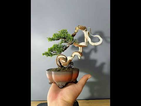Super Exquisite Juniperus chinensis var.sargentii Bonsai