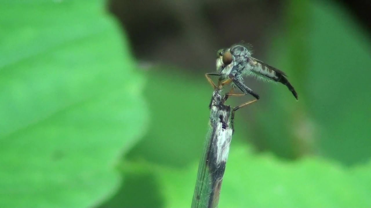 Robber Fly (Asilidae: Promachus) Hunting