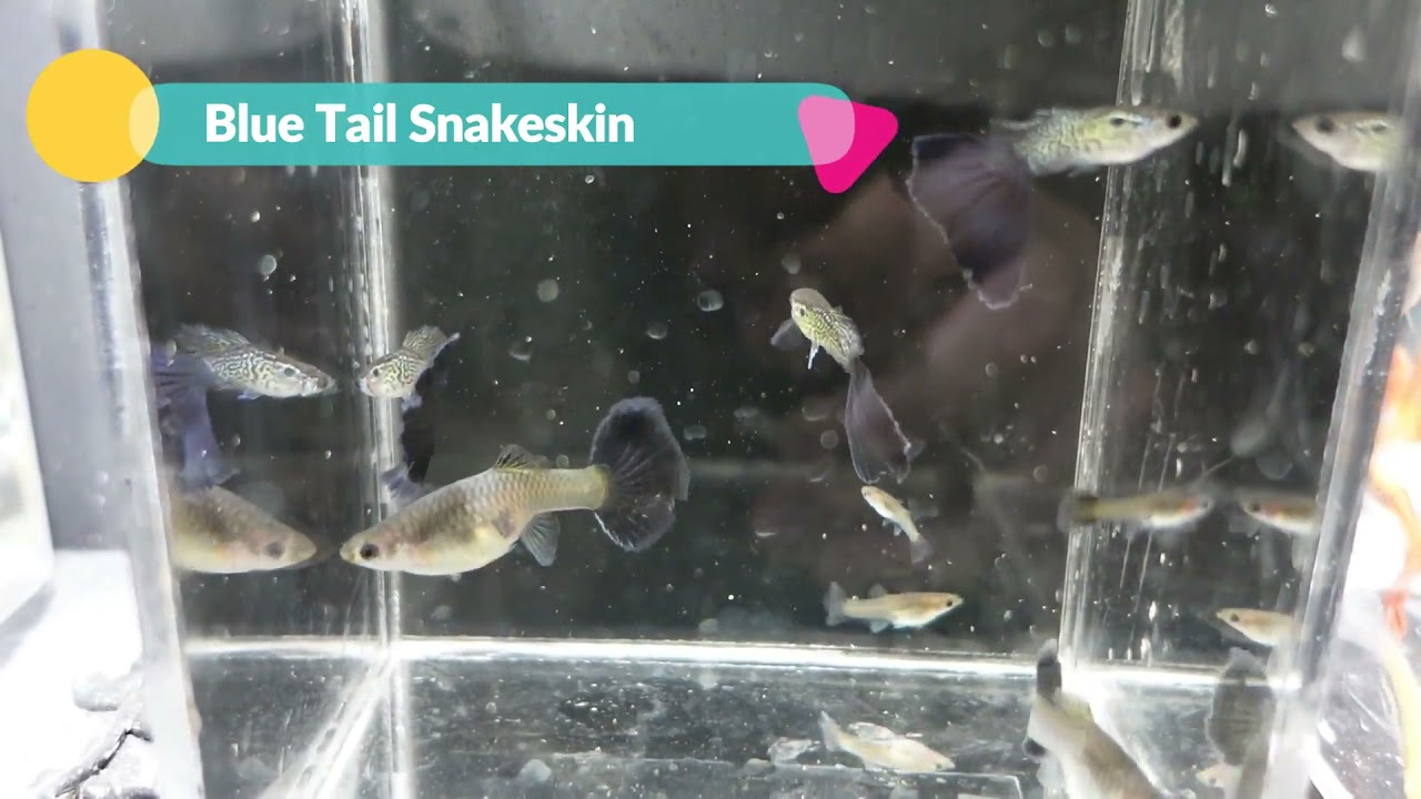 Just got in Blue Tail Snakeskin Guppy