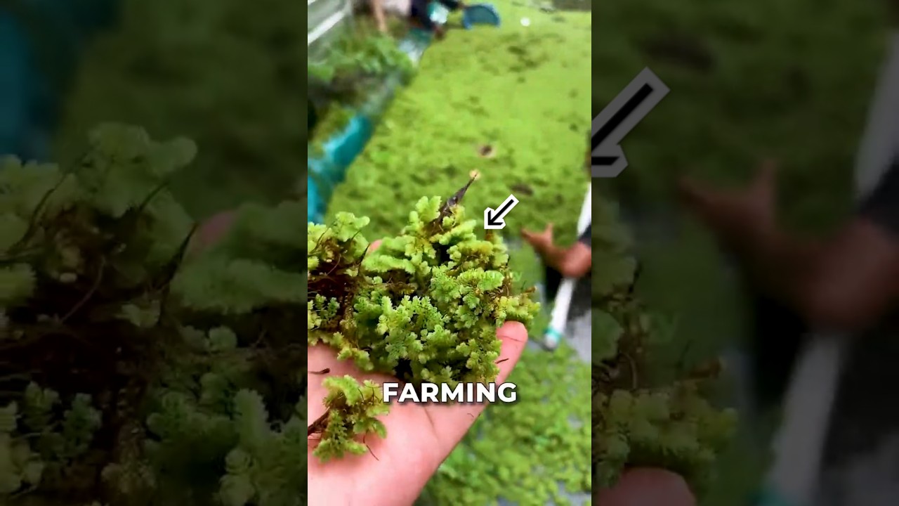 Azolla: The Plant That Can Make You Money 💰🌱