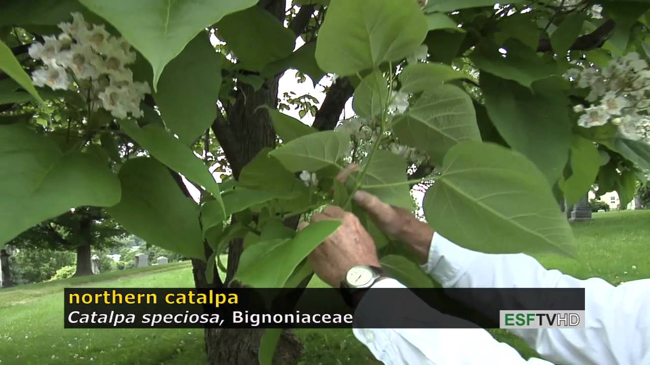 Trees with Don Leopold - northern catalpa