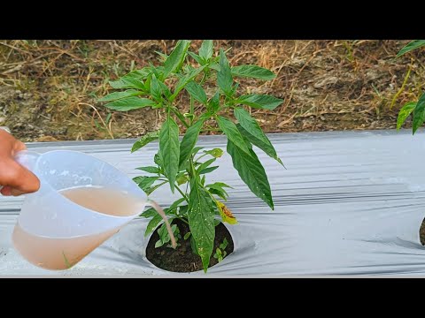 Secret Liquid Fertilizer That Makes Tomato Plants Grow Faster And Repels Plant Pests