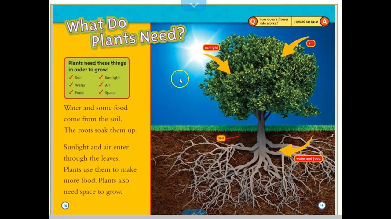 Reading Lesson: Seed to Plant 