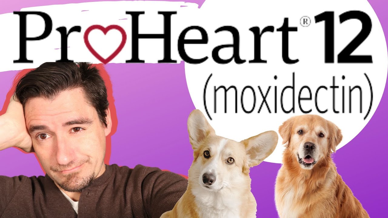 Proheart 12 injection.  Vet explains.