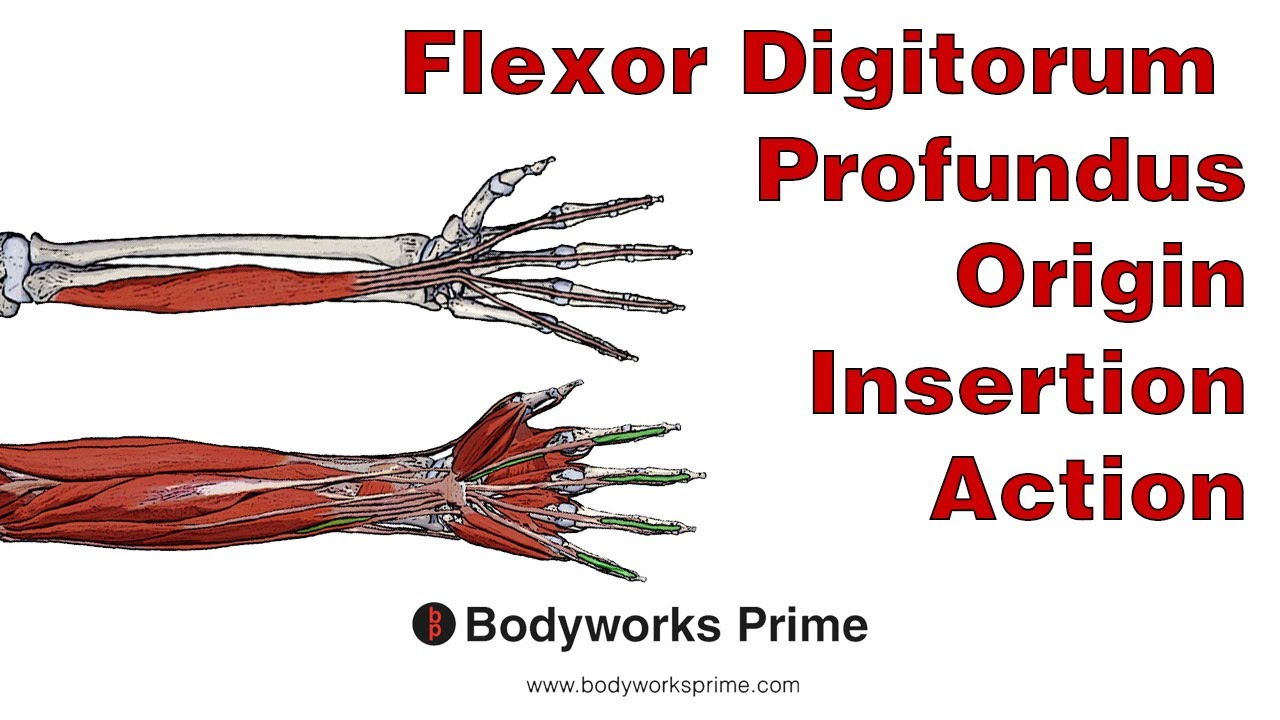 Flexor Digitorum Profundus Anatomy: Origin, Insertion & Action
