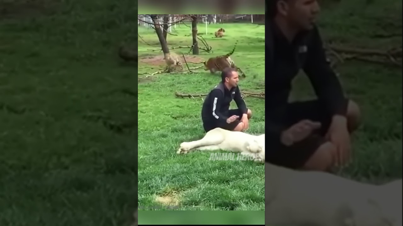 Tiger Saves Zoo Keeper from Leopard Attack 🐅🔥