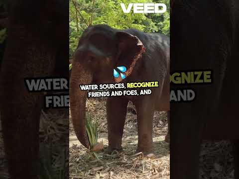 Unlocking Elephant Memory Nature's Genius!