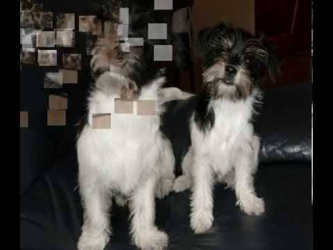 Lola en pups The movie