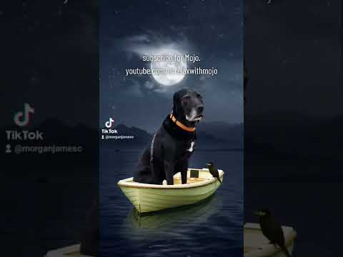 subscribe for Mojo #dogsofyoutube #dog #dogs #bestboy #bestfriend #relax with #mojo