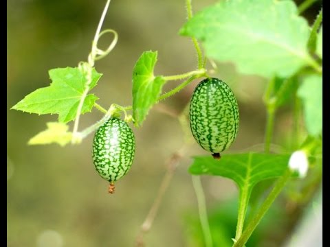 Cucamelons Are Just One of the Adorable Miniature Fruits You Need to ...