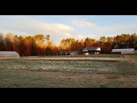 What happened on the farm this week? | The Student Farm at CCCC