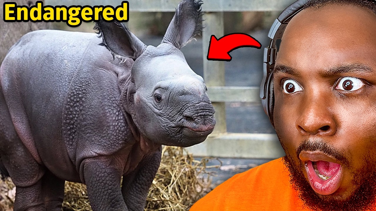 Rhinos are NOT what you think they are!