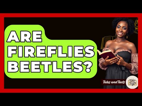 Are Fireflies Beetles? - Tales And Texts