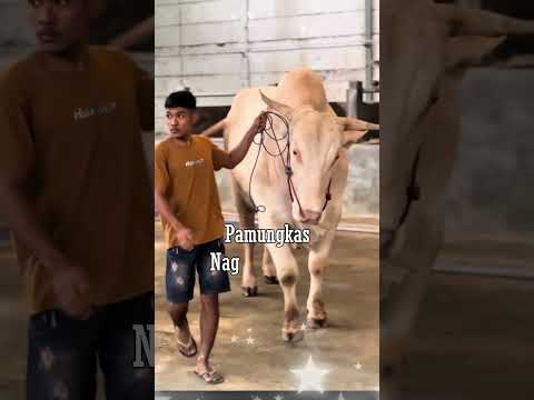 NAMA SAPI SAPI KURBAN RAFFI AHMAD #shorts #sapi #raffiahmad  #cow #artis #sapijumbo #qurban #hewan