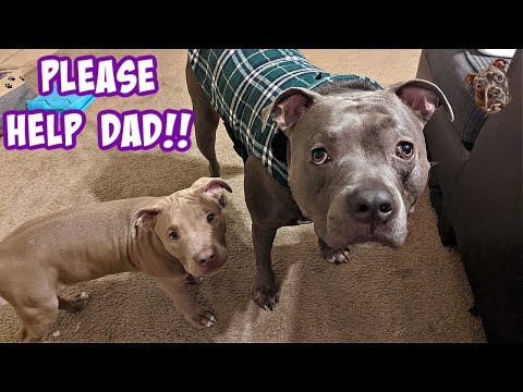 Talking Pitbull Clearly Says Words! This Dog Is So Smart!!