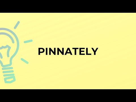 What is the meaning of the word PINNATELY?