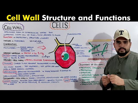 Cell Wall: How It Works & What You Need to Know (A & AS Level Biology)