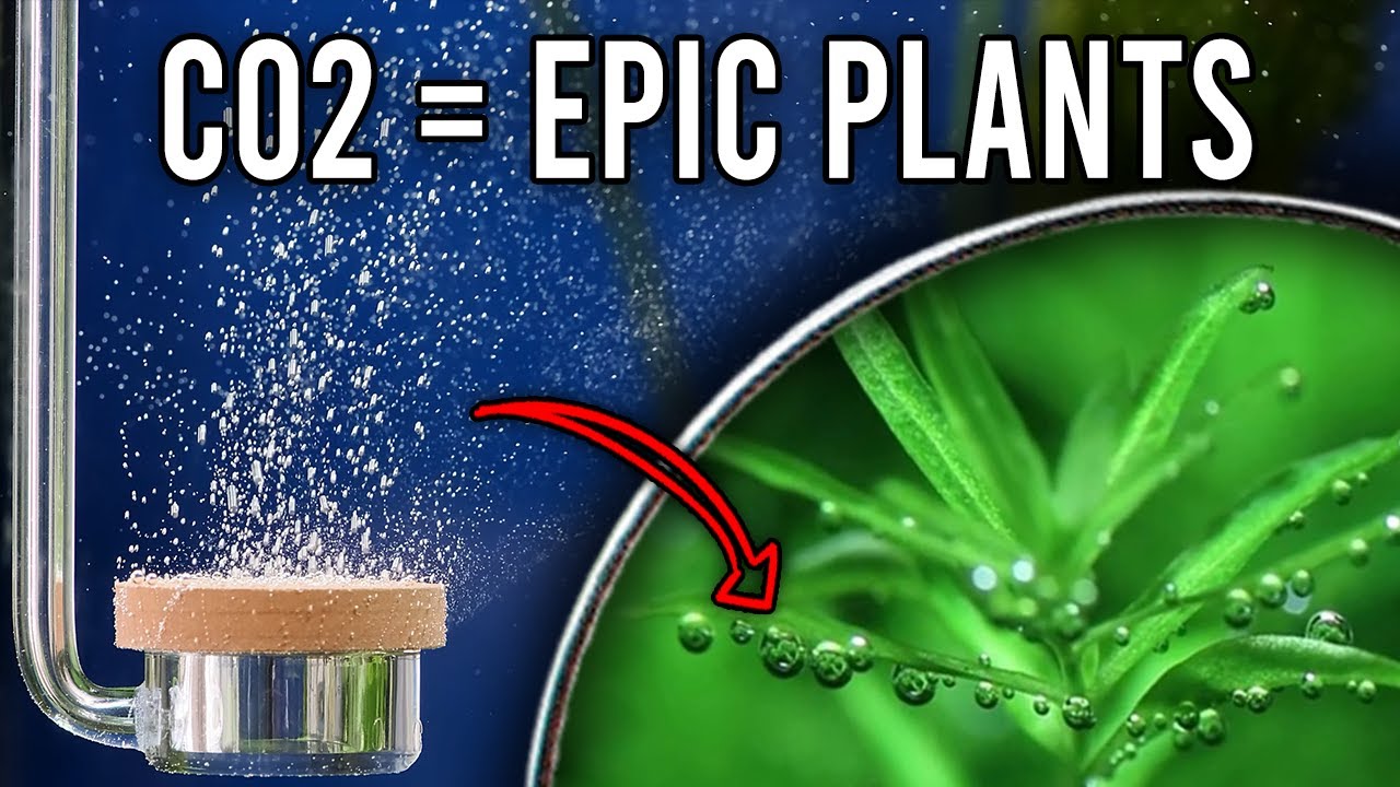 An Essential Guide to Aquarium CO2 Injection