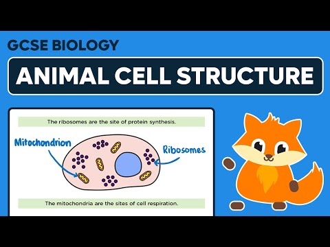 Animal Cell Structure - GCSE Biology