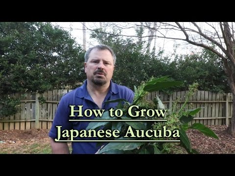 How to grow Japanese Aucuba (Evergreen Shade Shrub)