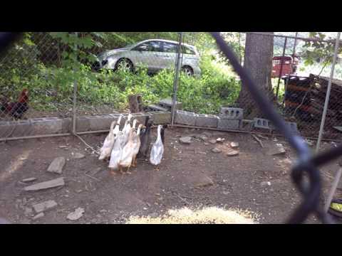 A Phalanx of Ducks – Once Upon a Science Book