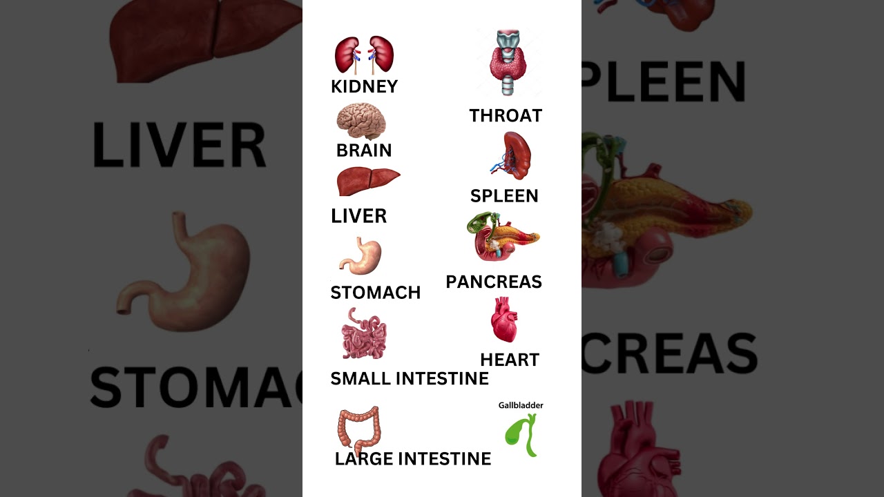 internal organs of human body