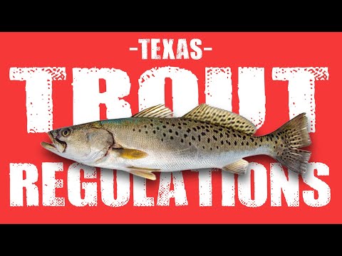 Speckled Trout Size Limit in Texas 2022 | Texas Fishing Regulations