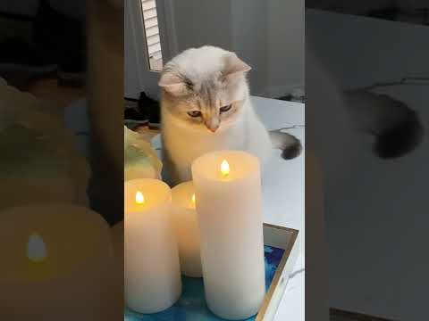 Exploring Flameless Candles 🕯😺 #shorts