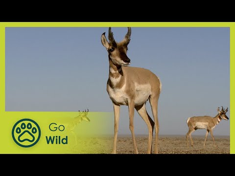 Gluttons and Ascetics - Wild Menu 23/26 - Go Wild