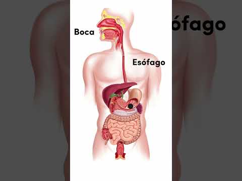 Animación del sistema digestivo