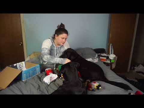 Bark Box unboxing for Dec with extra toy club and promo code