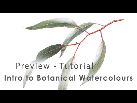 Preview - Botanical Art Tutorial - Eucalyptus Leaves