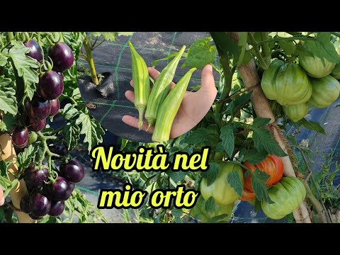 Visita nel mio ORTO con tutte le NOVITÀ di questo anno 🍅 Vizită în grădina mea de legume 🥒