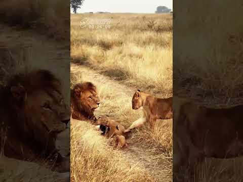 The Father Lion Is Sweet To His Cubs (Sound Of Safari)