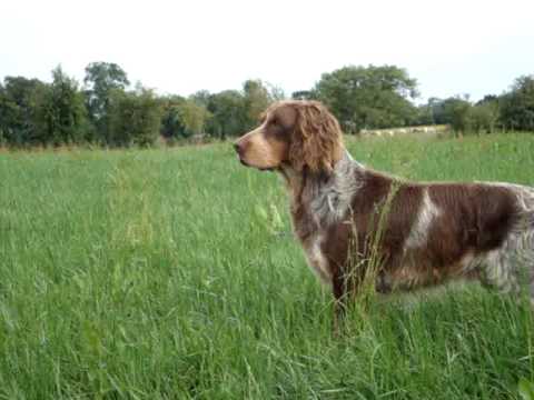 hunting dog training picardy spaniel