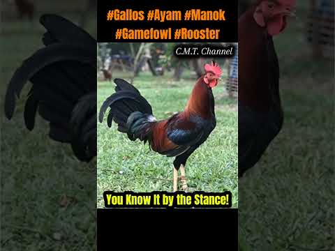 You Know It by the Stance!🐓#gallos #gamefowl #chicken #chickenbreeds #usa #ayam #rooster#aseel#manok