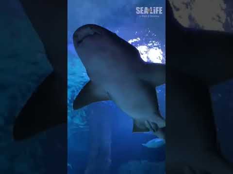 Nurse Shark Fun Facts!