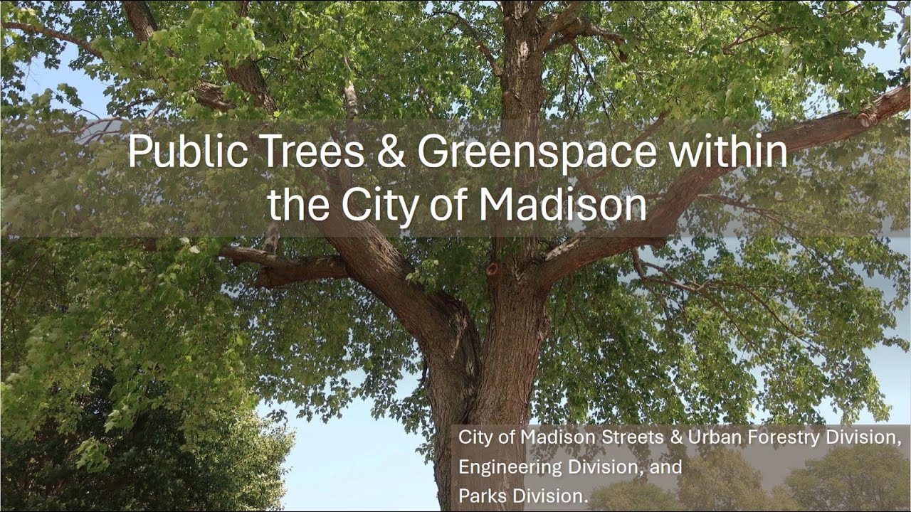 Presentation by Streets, Urban Forestry, Engineering and Parks: Managing trees and urban green space