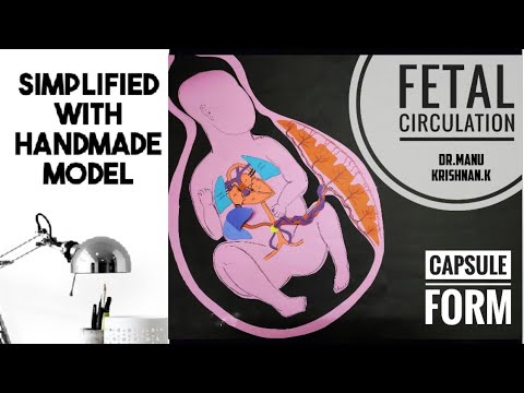 Fetal circulation (umbilical vein and arteries , ductus venosus , foramen ovale, ductus arteriosus)